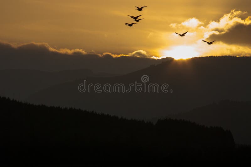 Twilight Flight stock image. Image of national, canadensis - 68541577
