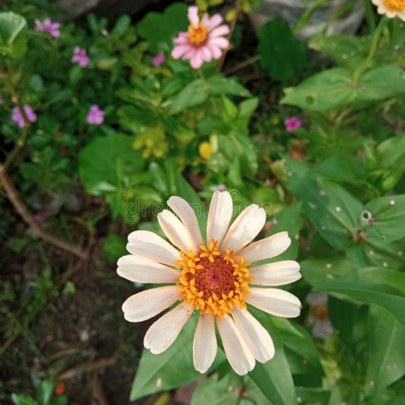 Twilight Flowers - Flower - Enjoy Stock Image - Image of field, blossom ...