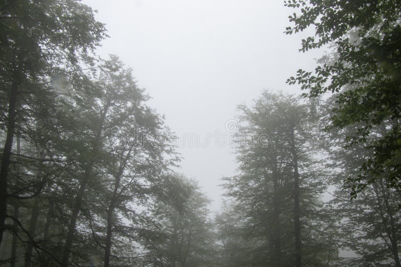 Twilight in forest stock image. Image of magic, trees - 338447275