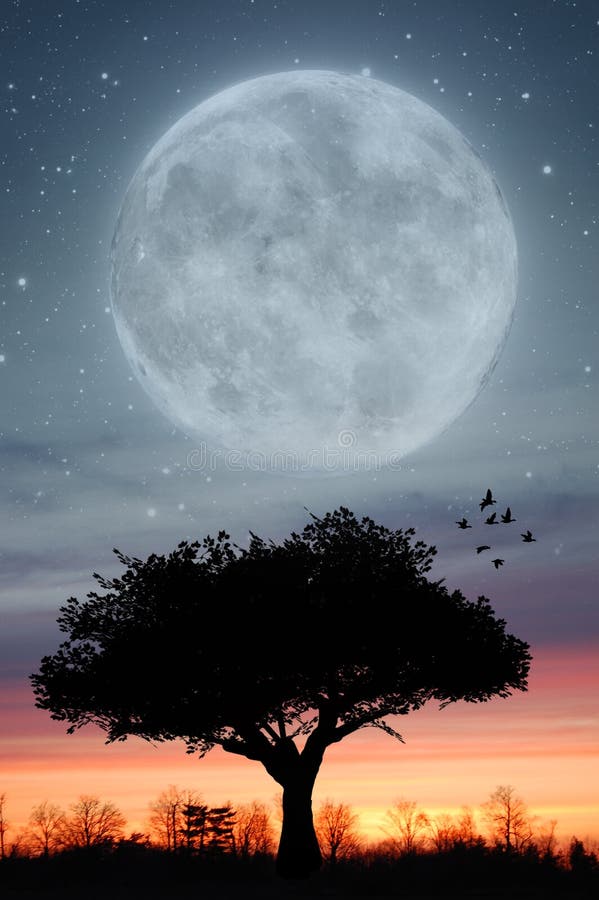 Twilight Moon stock photo. Image of birds, huge, large - 13671270