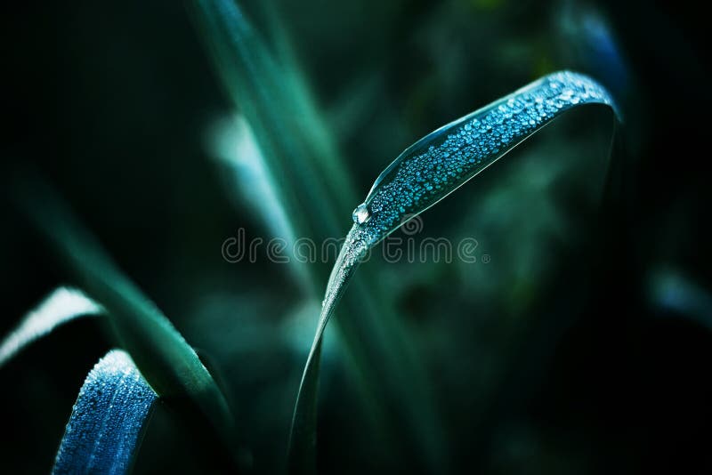 In the Twilight of the Night, Wild Field Grass Grows with Broad Leaves ...