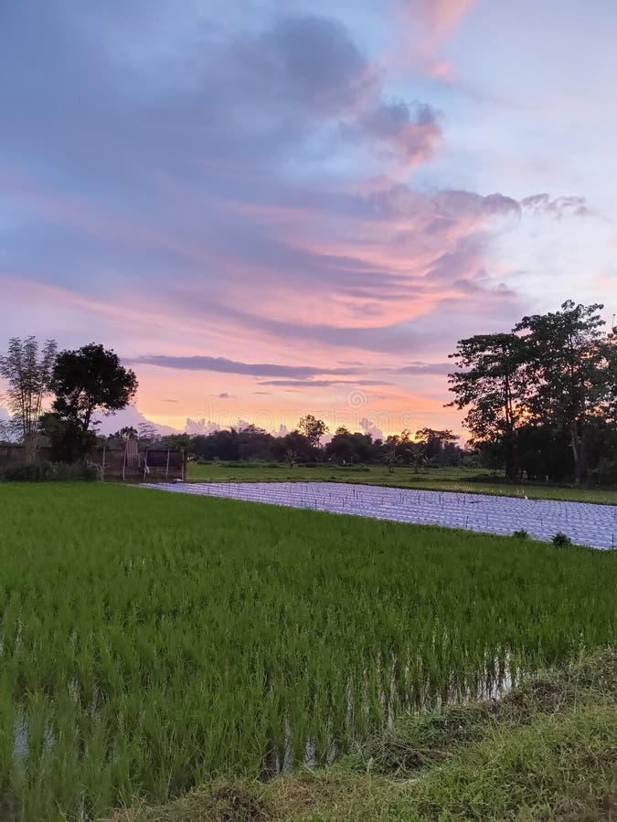 Twilight in the ricefield stock image. Image of grassland - 269215731