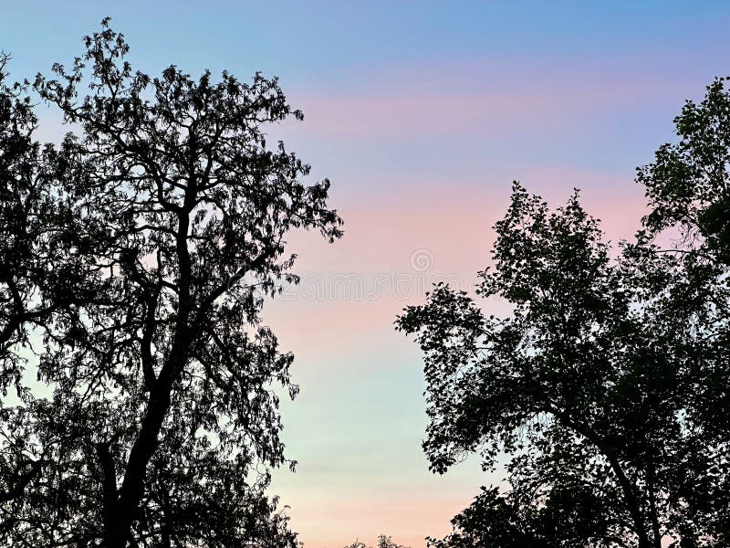 Twilight Silhouettes: Majestic Trees Under a Pastel Sunset Sky Stock ...