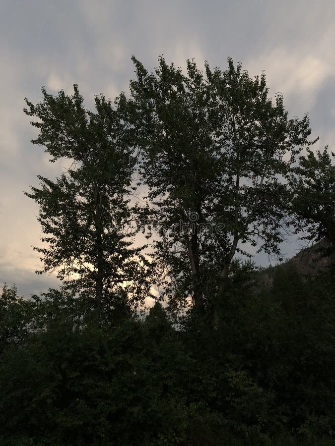 Twilight Silhouetting Two Trees Stock Photo - Image of eerie, evening ...