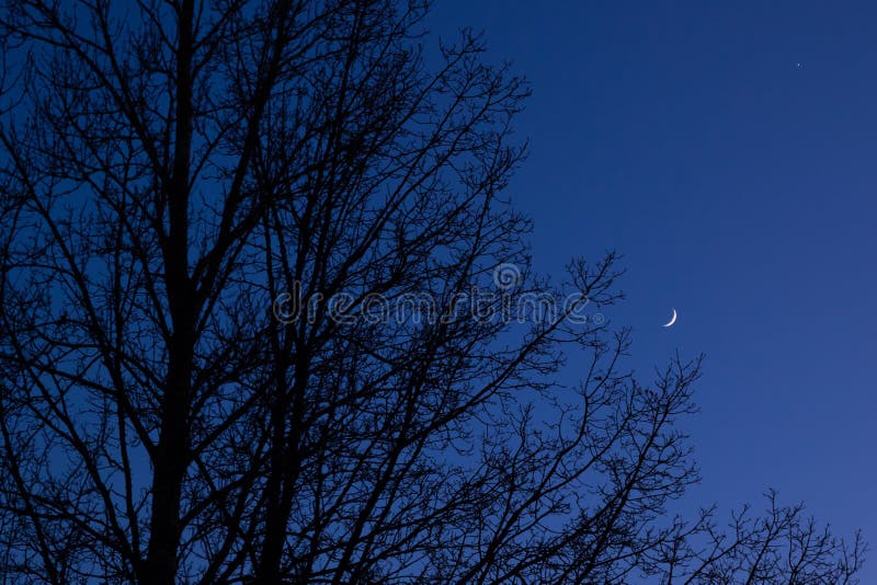Twilight Sky with Crescent Moon, Venus and Tree Silhouette after Sunset ...