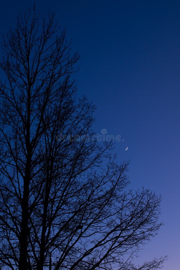 Twilight Sky with Crescent Moon, Venus and Tree Silhouette after Sunset ...