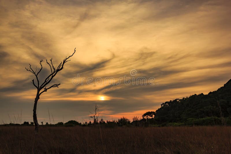 Twilight Sky Over Grassland with Silhouette Dry Tree Stock Image ...