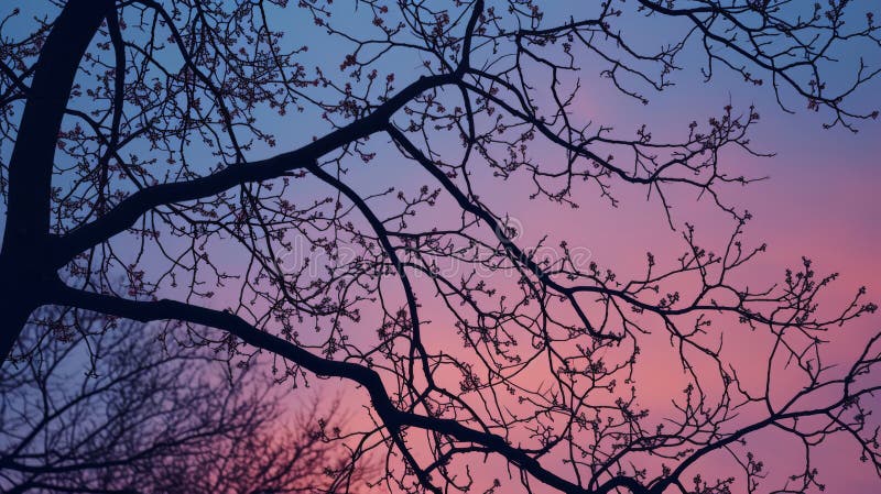 Twilight Sky through Silhouette of Budding Tree Branches Stock Image ...