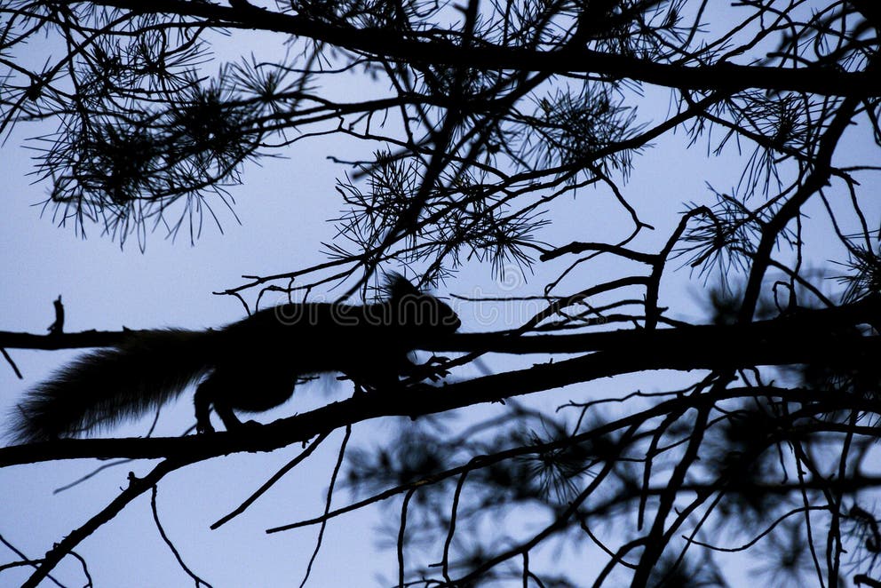 Twilight, a Squirrel on a Tree Will Jump Stock Image - Image of forest ...