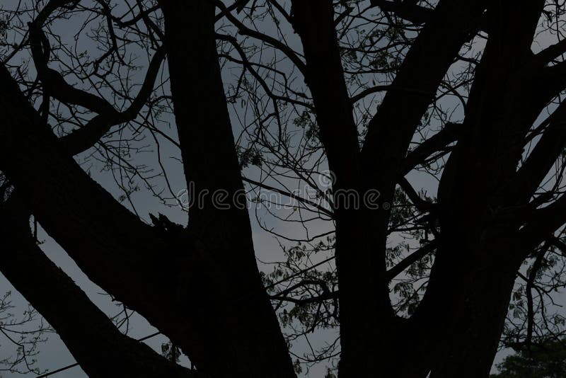 Twilight. Sunset until the Sky is Dark with the Shadow of the Tree ...