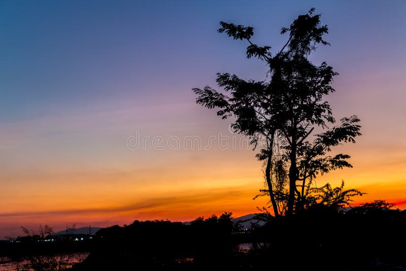 Twilight time stock photo. Image of branches, environment - 87387956