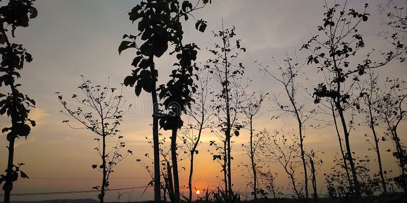 Twilight among the Trees. Beautiful Twilight Stock Photo - Image of ...