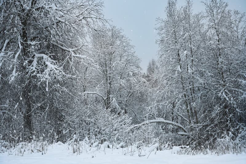 Twilight in the Winter Forest, Forest Gloom Stock Image - Image of ...