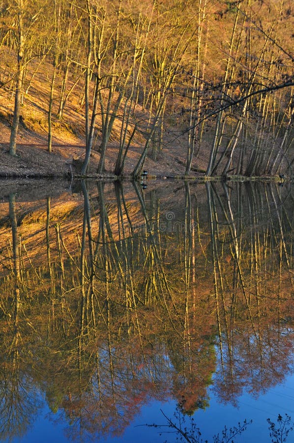 Twillight forest stock photo. Image of yellow, twillight - 62386982
