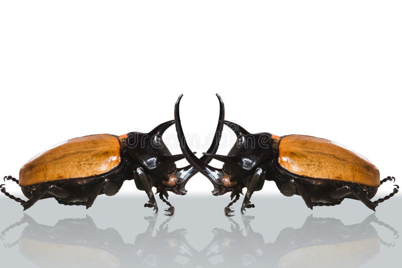 Twin Big horned beetle. stock photo. Image of entomological - 34696684