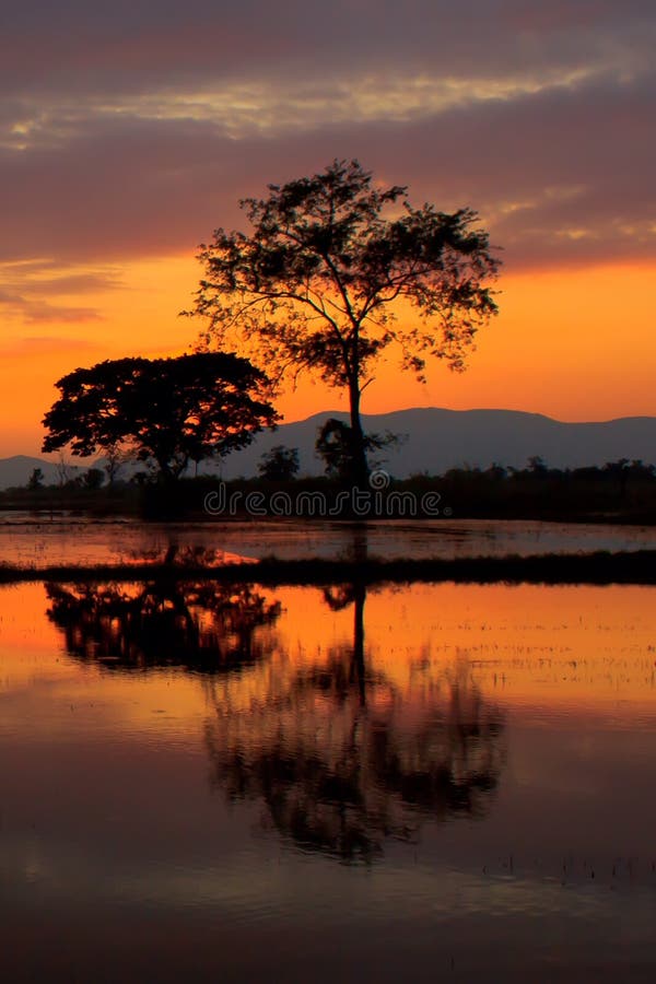 Twin big tree in sunset stock photo. Image of sunset - 43511818