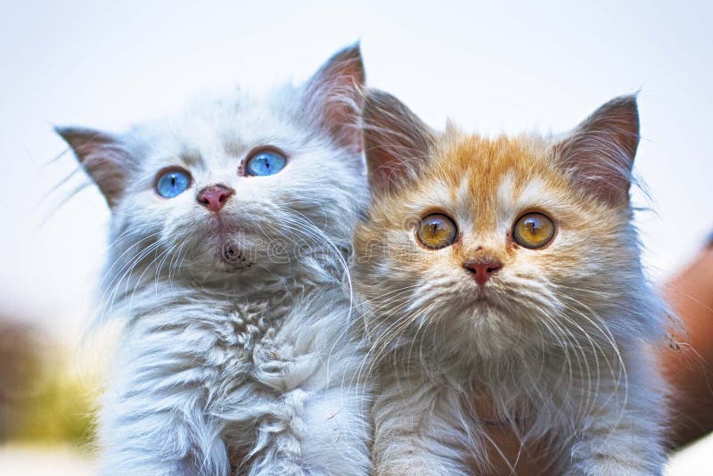 Twin cats stock photo. Image of cats, cute, brothers - 234577766