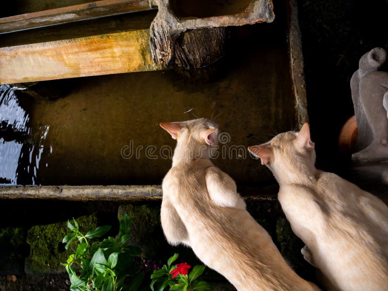 Twin Cats Dinking Water from a Pond Stock Photo - Image of homeless ...