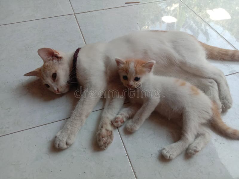 Twin cats stock image. Image of cats, carnivore, kitten - 291376337