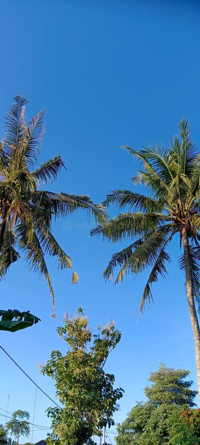 Twin coconut trees stock image. Image of plant, branch - 316911885