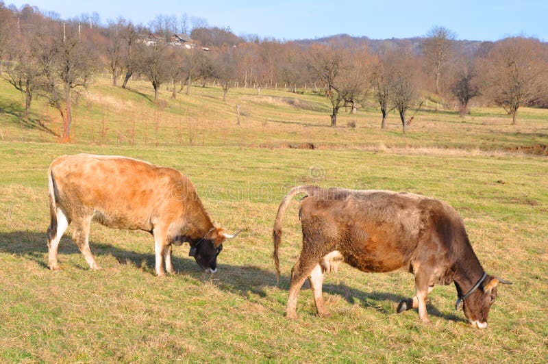 Twin Cows on Autumnal Field Stock Photo - Image of farm, graze: 17394262