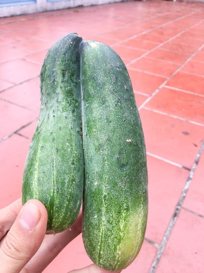 Twin Cucumbers Stick Together Stock Photo - Image of child, bread ...