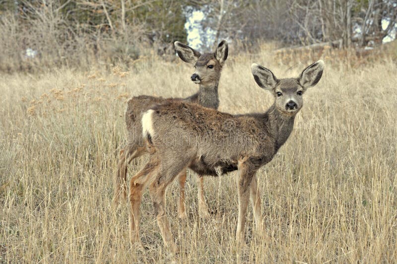 Twin Mule Deer Fawns on Hillside Stock Photo - Image of cute, habitat ...