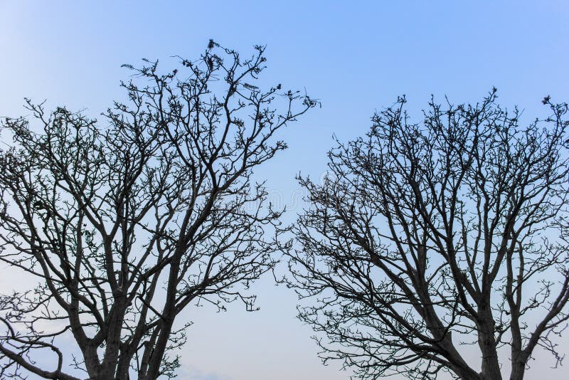 Twin dry trees stock image. Image of leaves, bunch, fish - 102535821