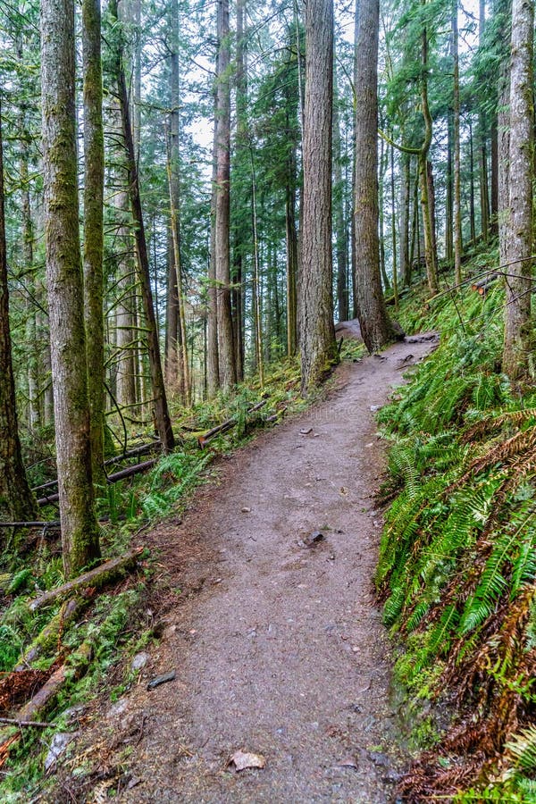 Twin Falls Trail 3 stock image. Image of tree, outdoors - 276319053