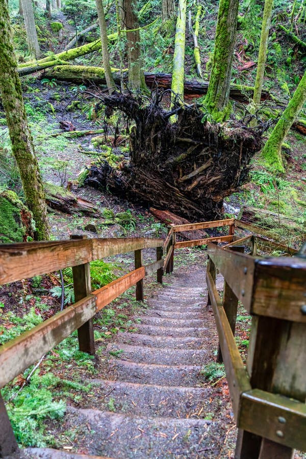 Twin Falls Trail Tree stock image. Image of forest, outdoors - 276692143