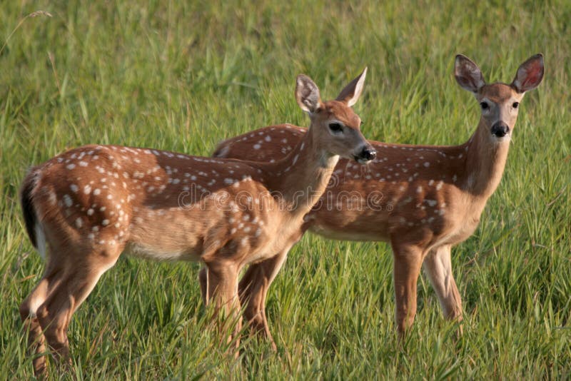 Twin Fawns stock image. Image of white, hunting, tail - 1161195