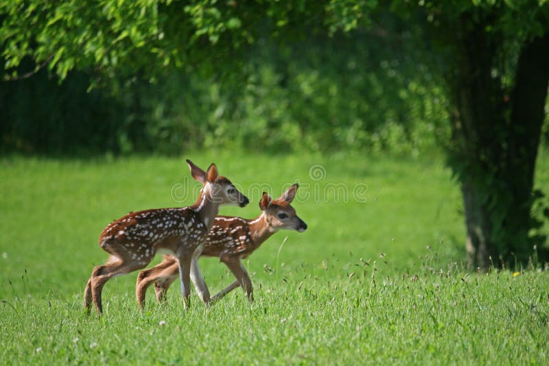 Deer 2 Legs Stock Photos - Free & Royalty-Free Stock Photos from Dreamstime