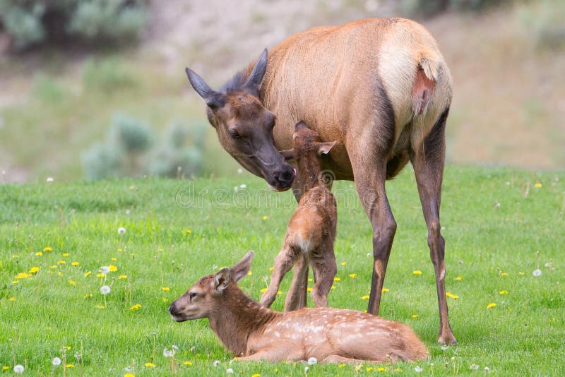 Twin fawns with mother stock photo. Image of green, newborn - 79021112