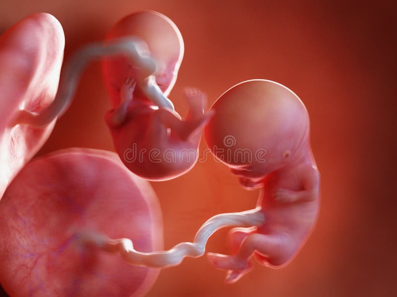 Twin fetuses - week 11 stock illustration. Illustration of birth ...