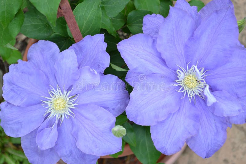 Twin Flowers stock photo. Image of summer, flowers, bright - 48221802