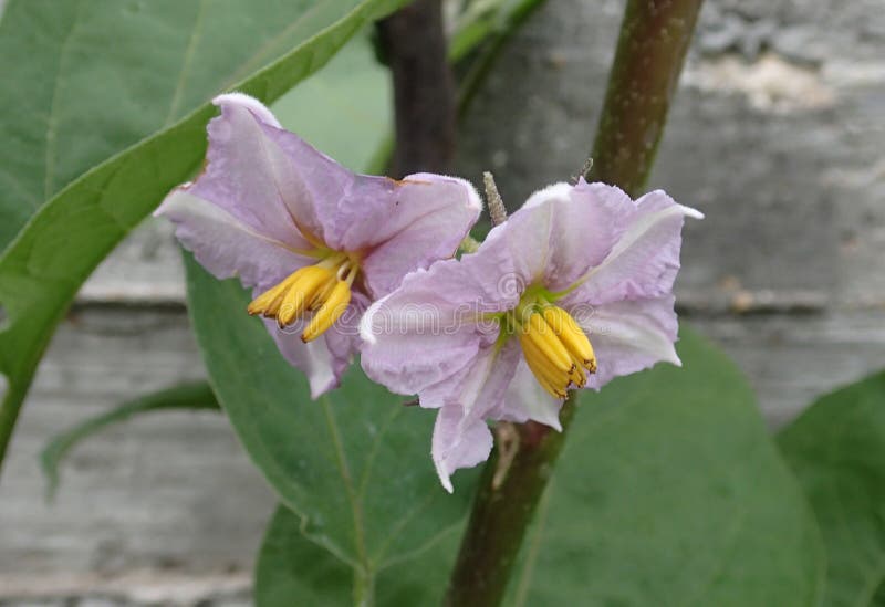 Twin flowers stock image. Image of botanical, bloomed - 43866433