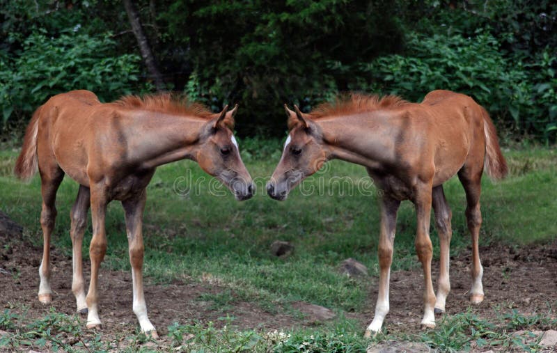 Twin foals stock image. Image of pair, baby, colt, twins - 6501925