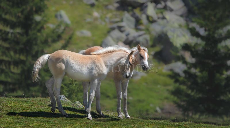 Twin Foals in the Austrian Alps Stock Image - Image of alps, stallion ...