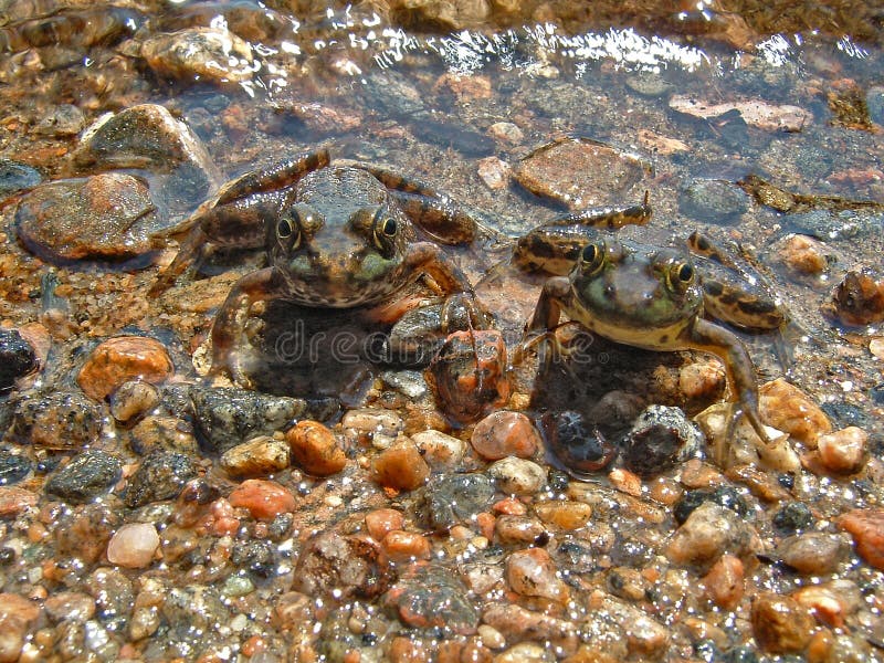 Twin Frogs stock image. Image of pebbles, male, amphibian - 243715