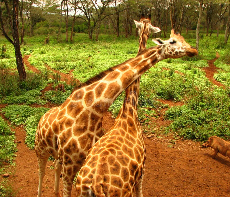 Giraffe Hug Stock Photos - Free & Royalty-Free Stock Photos from Dreamstime