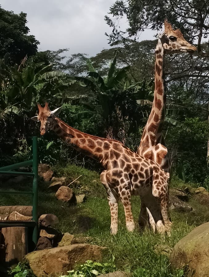 Twin Giraffes in the Safari Park Stock Image - Image of wildlife, park ...