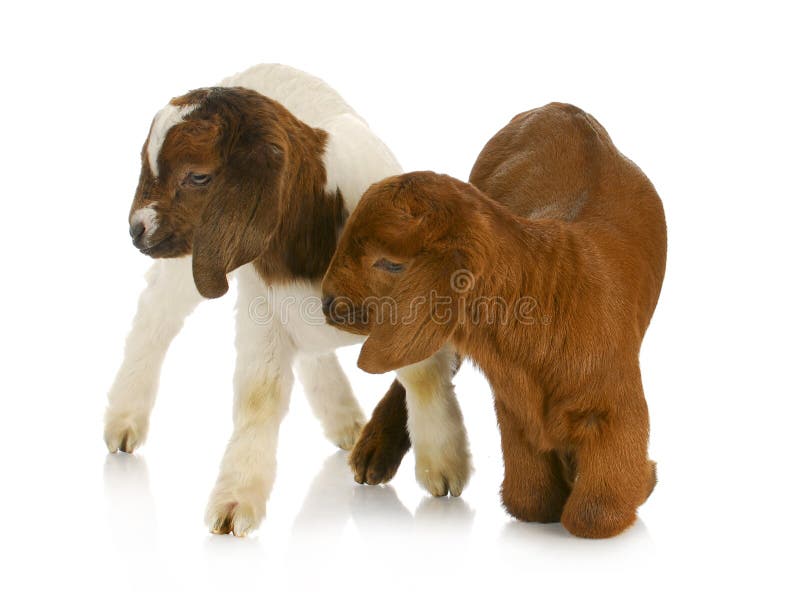 Twin goats stock photo. Image of cute, expressiveness - 27202320