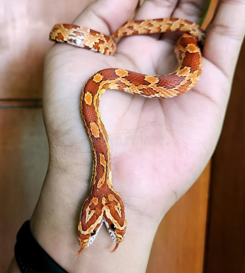 Twin Headed Snakes Like a Myth of Hydra Stock Image - Image of myth ...