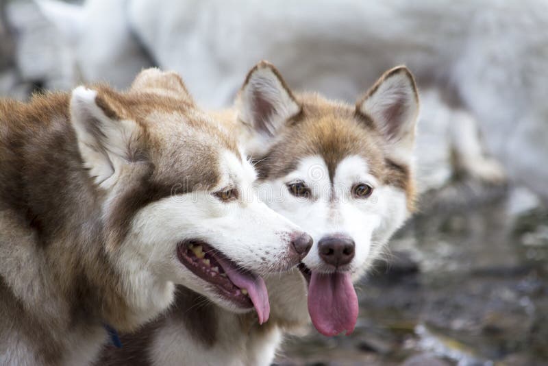 Twin huskies stock photo. Image of brothers, moment, tongues - 47064932