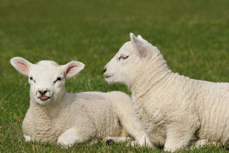 Two cute lambs stock photo. Image of animal, livestock - 6505226