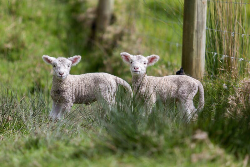 Twin Lambs stock image. Image of wool, pasture, farm - 44986967