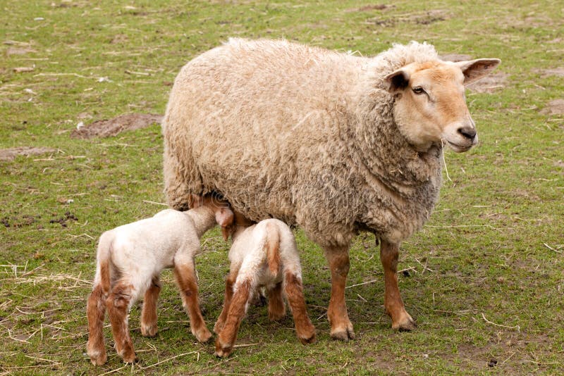 Mother Sheep Feeding Black Lamb Stock Photo - Image of black, children ...