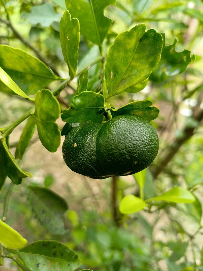 Twin Lime Fruit stock image. Image of twin, lime, calamansi - 372863109