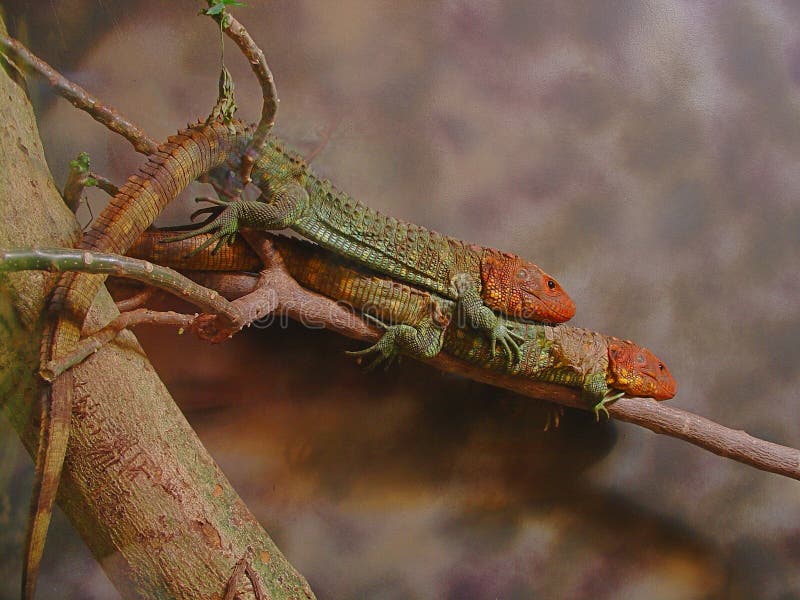 Twin Lizards stock photo. Image of cross, brotherhood - 7426074