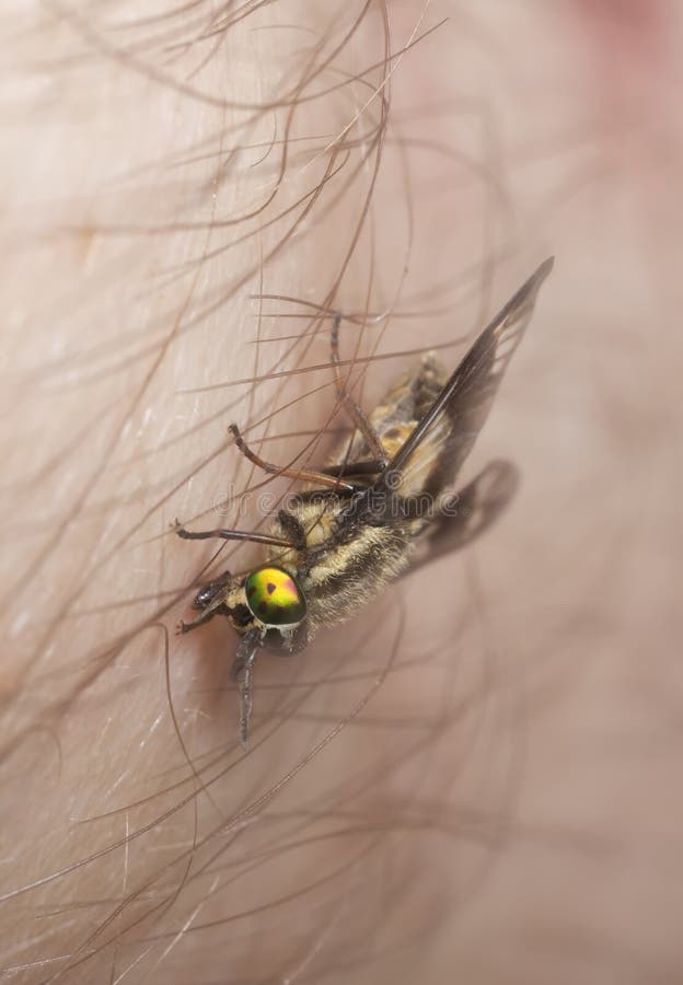 Twin-lobed Deerfly (Chrysops Relictus) Stock Image - Image of biology ...
